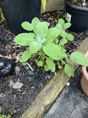 Live Sage Plant !! | eBay
