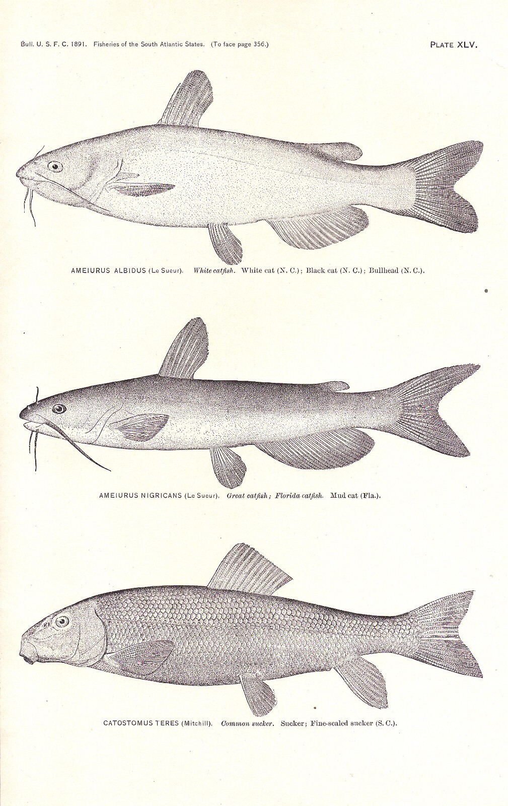 "BULLHEAD CATFISH, FLORIDA CATFISH, SUCKER" Antique fish print 1893 | eBay