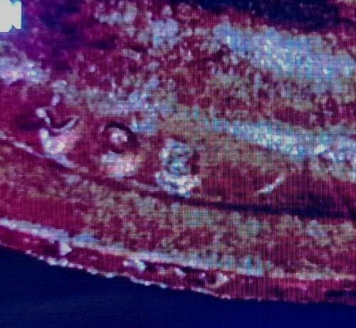 2023 P Lincoln Union Shield Cent Penny 1C Extra V Obverse Die Variety ...