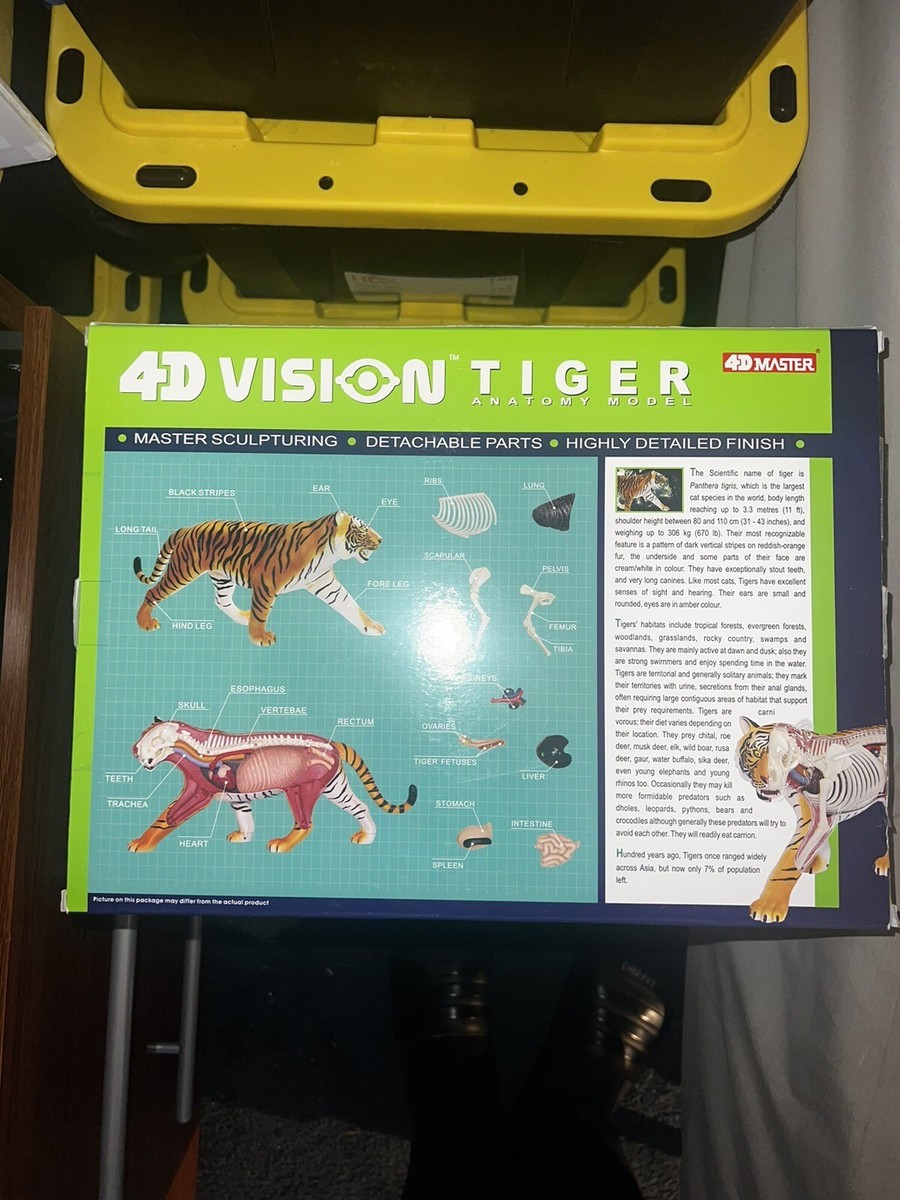 Tiger Eye Anatomy Diagram