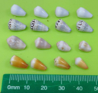 Cone Shell japanese sea Shells of Okinawa | eBay