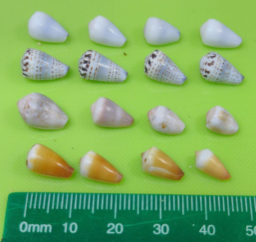 Cone Shell japanese sea Shells of Okinawa | eBay