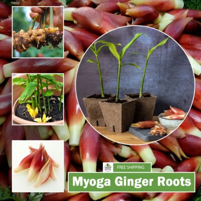 6 Myoga Ginger Roots, Get 75% Off – Ready to Grow with Free Shipping | eBay