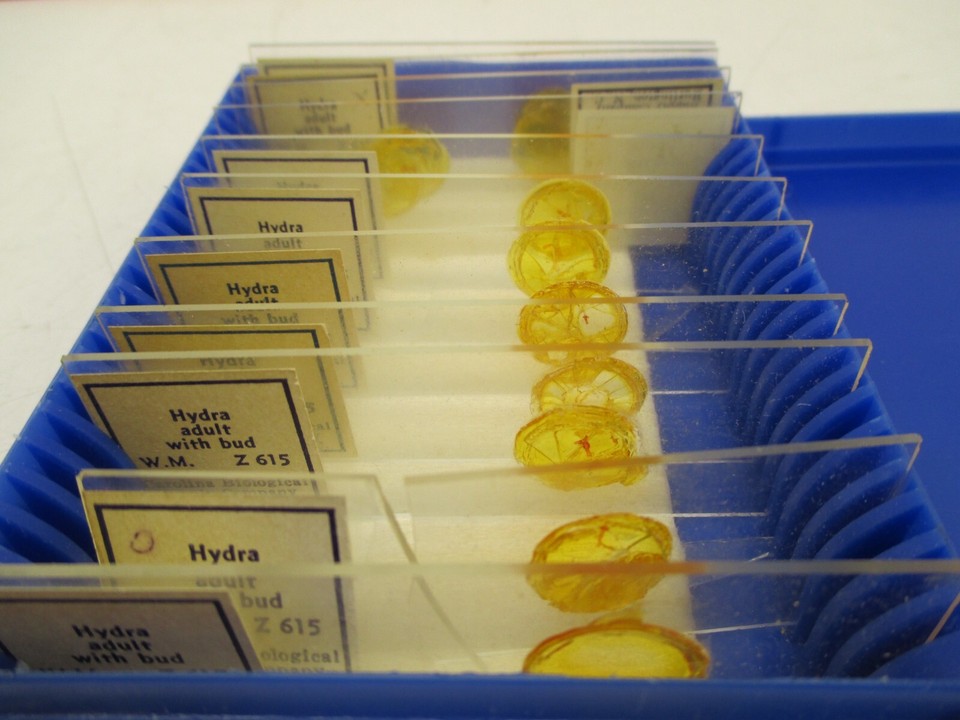 Vintage Microscope Slides Vintage Science Slides 1 broken | eBay