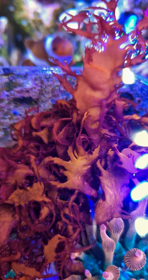 Marine macro algae, Halymenia durvillei (Dragons Breath) , EXTREMELY RARE | eBay UK