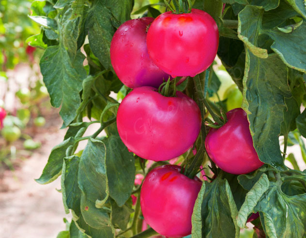 VEGETABLE PINK TOMATO SEEDS - 80 SEEDS - MALINIAK - RASPBERRY TOMATO ...