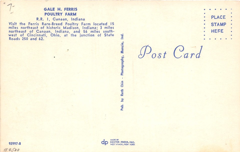 J45/ Canaan Indiana Postcard Chrome Gale H Ferris Poultry Farm Chickens ...