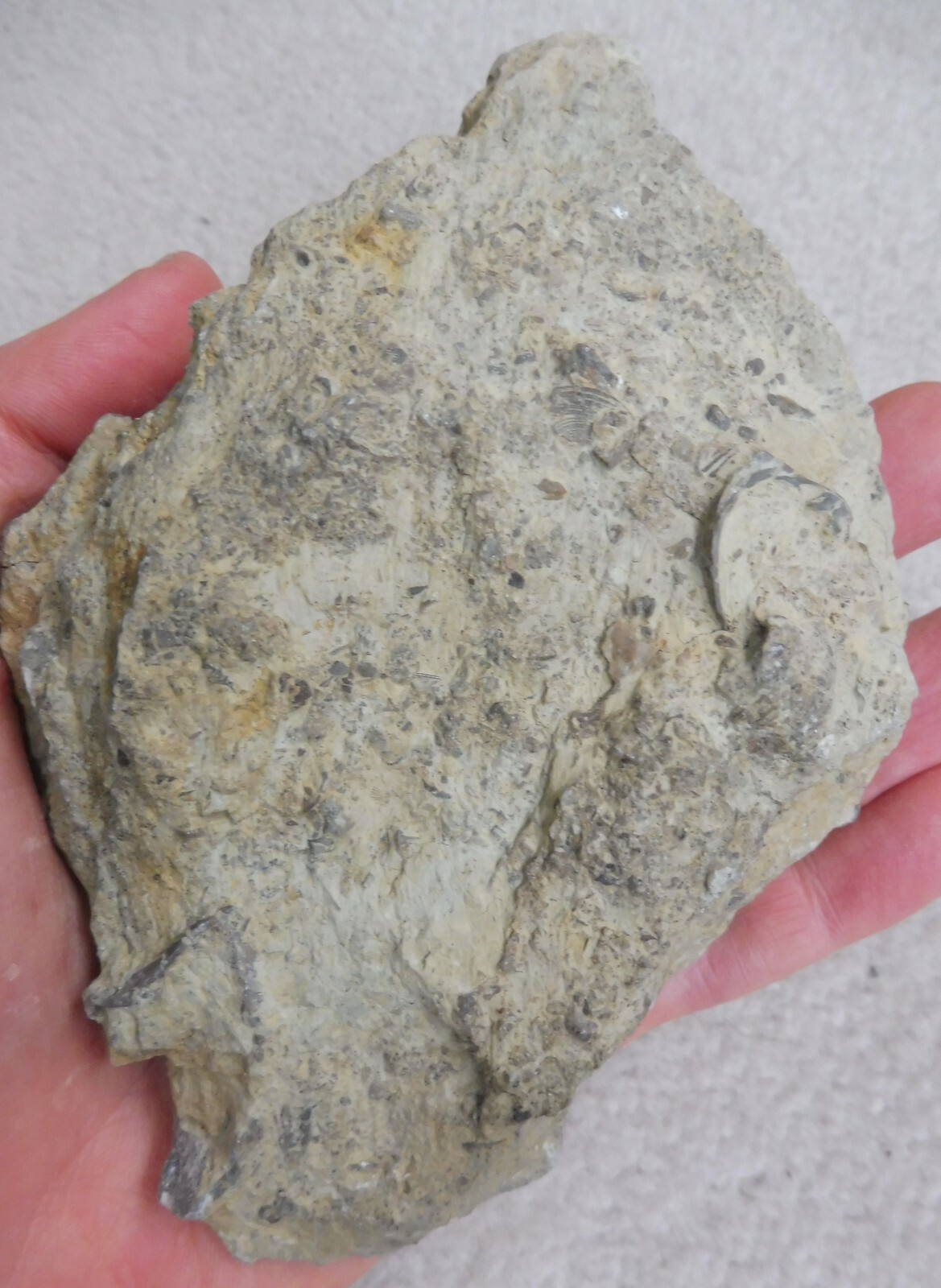 Fossil Chain Coral (Halysites) Wren's Nest (Wenlock Limestone), UK ...