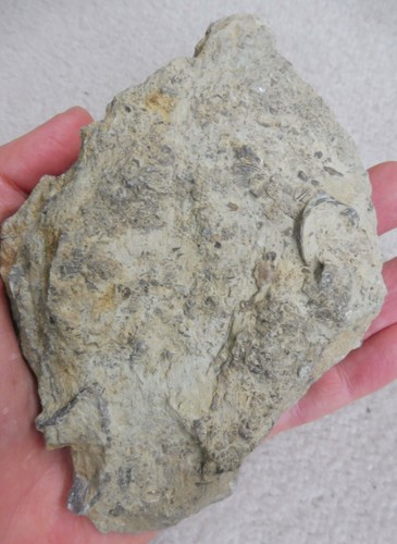 Fossil Chain Coral (Halysites) Wren's Nest (Wenlock Limestone), UK ...