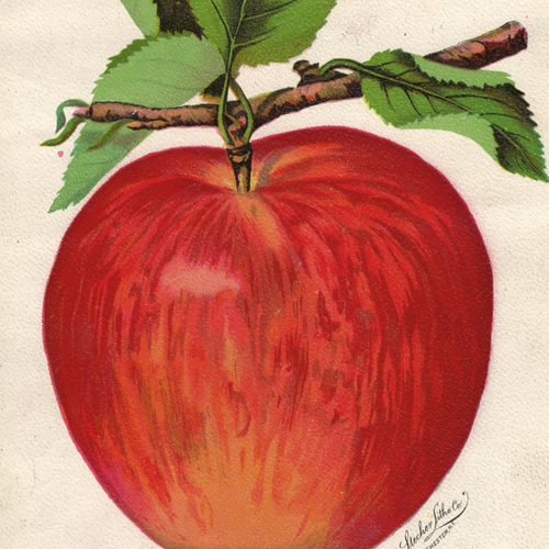 Victorian Seed Catalog Print BEN DAVIS APPLE Chromolithograph 1884 ...