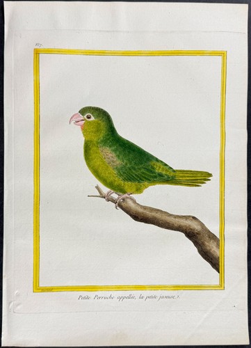 Martinet & Buffon - Parrot. 837-199 - 1765 Hand-colored Engraving | eBay