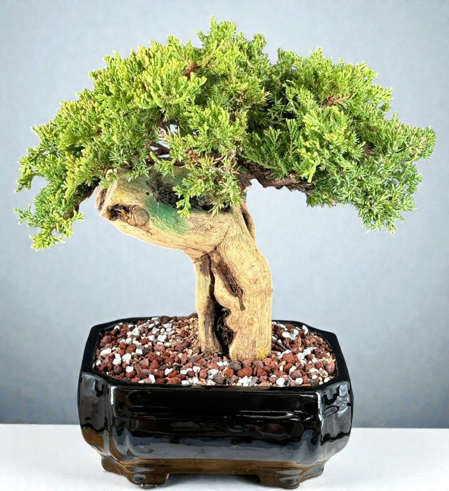 Juniper Bonsai Tree 13"H-Phoenix Graft Outdoor Evergreen Juniper ...