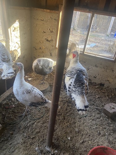 6+1 Fertile Beautiful Royal Palm Turkey Hatching Eggs - | eBay