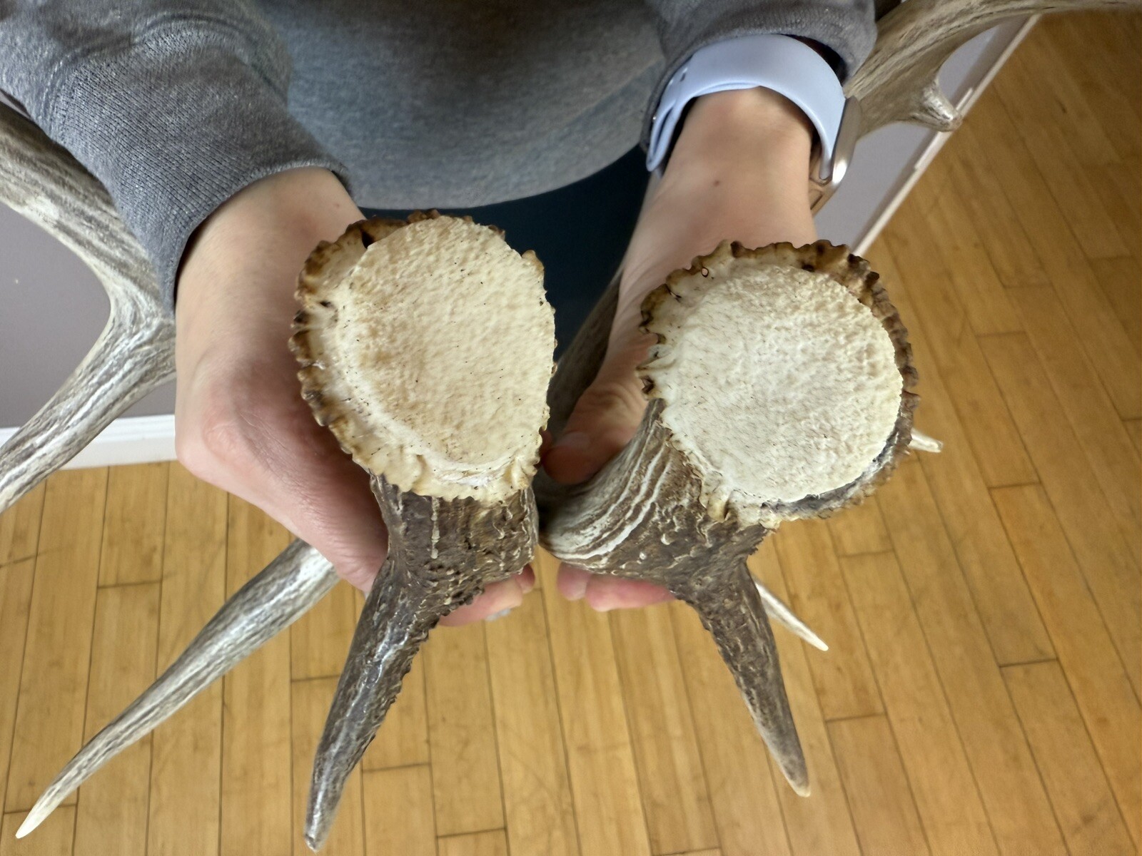 Matched Set Whitetail Deer Antlers Sheds WILD IDAHO Horns RATTLE 5x4 | eBay