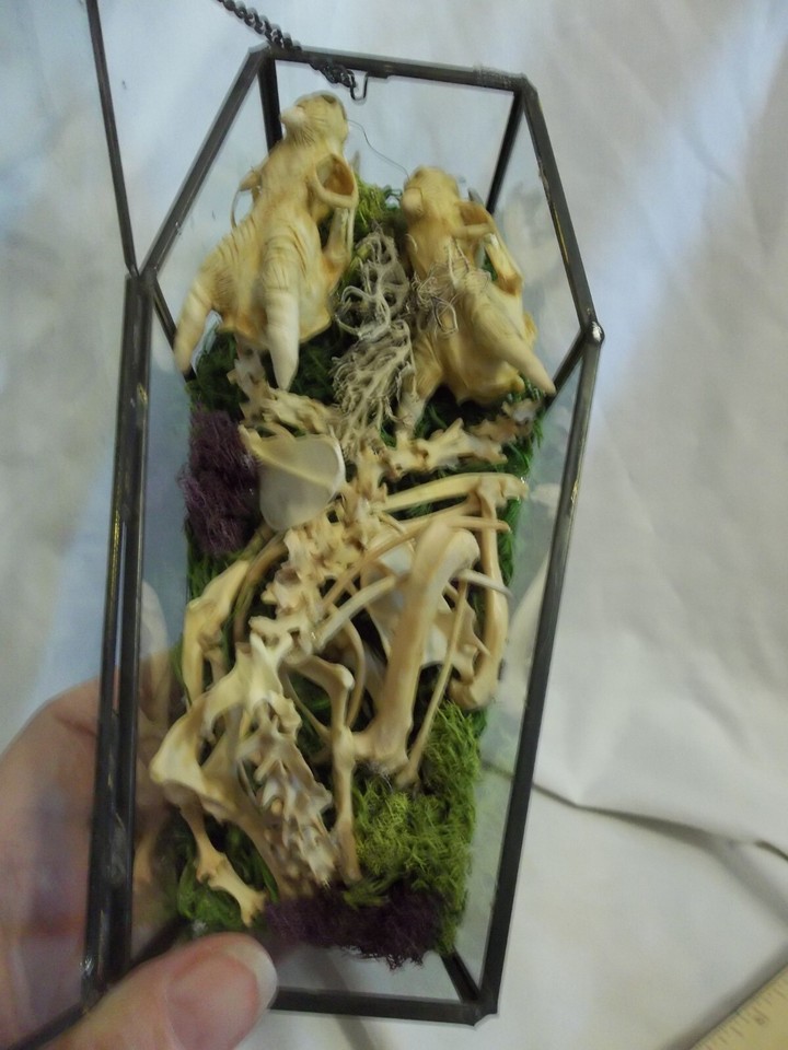 2 Two Headed Dragon Real Skeleton Glass Coffin Oddity Sideshow ...