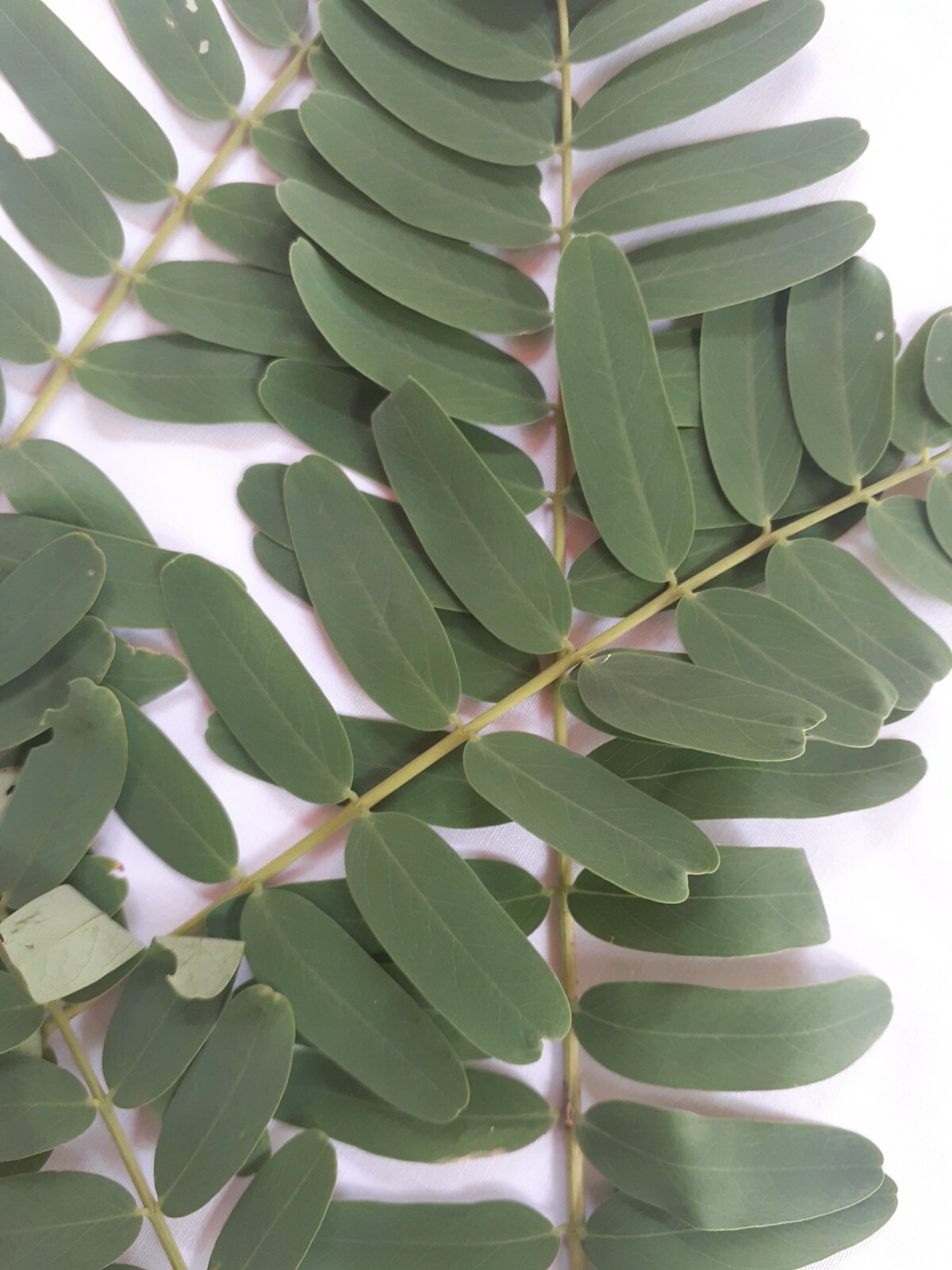 Dried Kathurumurunga Leaves Sesbania Grandiflora Hummingbird Leaves for ...