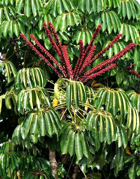Schefflera Octopus Tree