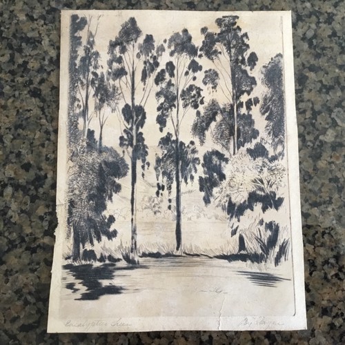 Eucalyptus Trees Vintage Etching Listed California Artist Raymond Payne ...