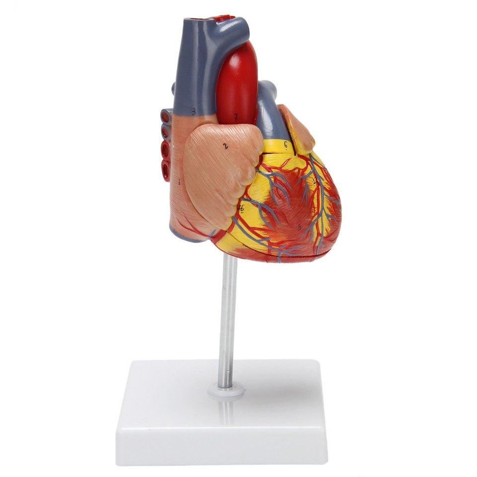 1: 1 Human Heart Model, Anatomically Accurate Heart Model Size ...