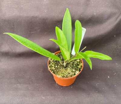 Hoya Mini-Belle, Hoya Hybrid. Rooted Plant Shipped in 2.5" Pot | eBay