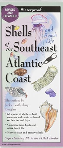 SHELLS AND BEACH LIFE OF THE SOUTHEASTERN ATLANTIC COAST By Jackie ...