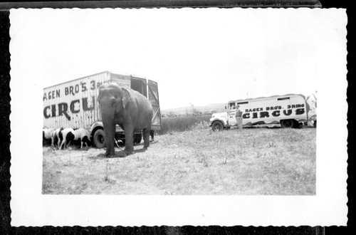Vintage Photo HAGEN BROS 3 RING CIRCUS ELEPHANT AND TRAILERS 1950's | eBay
