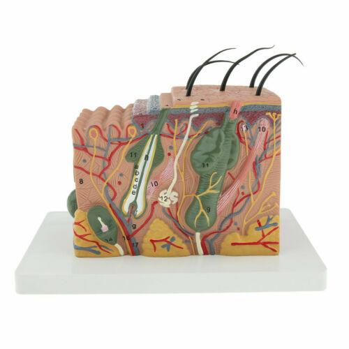 Enlarge Human Skin Model Block Enlarged Plastic Anatomical Anatomy ...