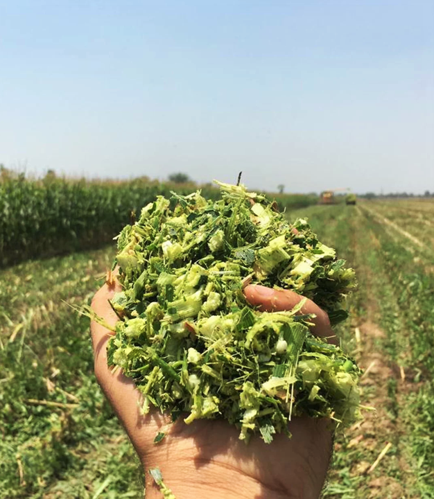 Wapsie Valley Grazing Corn Seeds | Open Pollinated Yellow Feed Field ...