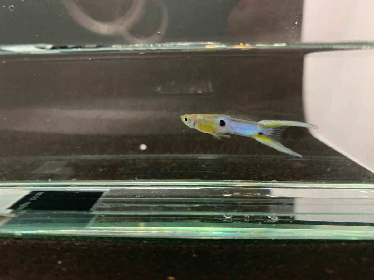 Yellow Swordtail Guppies