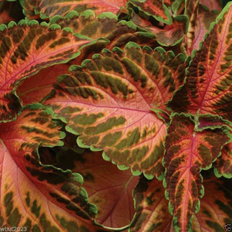 Coleus Seed: Wizard Coral Sunrise Coleus Seeds 40 Seeds Fresh Seed FREE ...