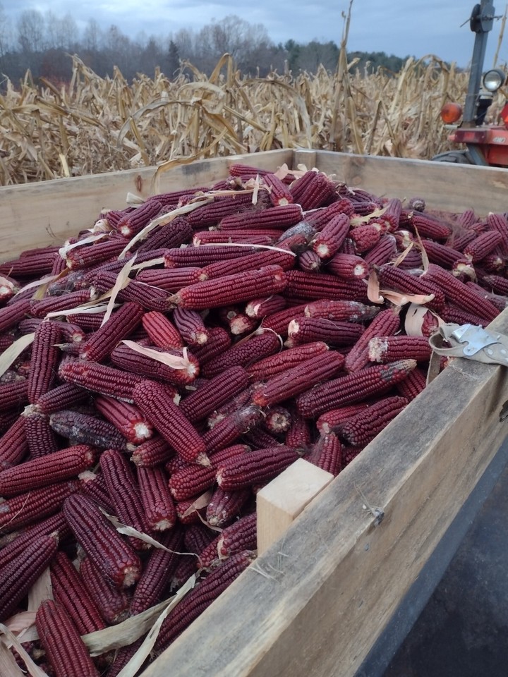 Jimmy Red Corn - Heirloom Dent Corn Seed or For Milling - 1/4 pound Avg ...