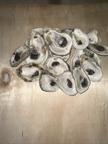 Cleaned sun-bleached natural Oyster shells lot of 20 Shells | eBay