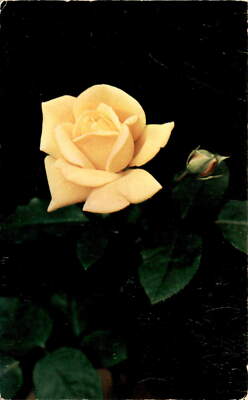 Portland Oregon City of Roses Rose Festival International Rose Test Gar ...