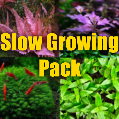Slow Growing Aquarium Plant pack filled with slow growing Aquarium ...
