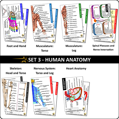Heart Anatomy Flash Cards Human Anatomy Flash Cards | ClinicalPosters