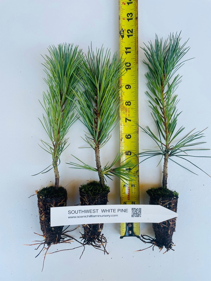 Pinus strobiformis, Southwestern white pine or Mexican White Pine | eBay