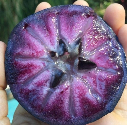 Purple Star Apple Tree / Live Tropical Fruit Tree / 12” Chrysophyllum ...