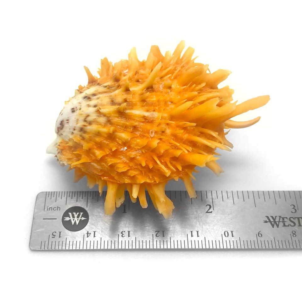 Orange Spiny Oyster Sea Shell Spondylus Squamosus Unique Spiny Orange ...