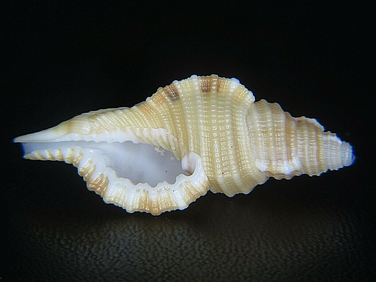 CYMATIUM GEMMATUM: THE TRUE GEMMATUM-LARGEST ON EBAY @ 33.88MM! | eBay