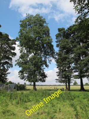 Photo 6x4 Tall trees at Sykes Spinney Whitwell/SK9208 Several tall ...