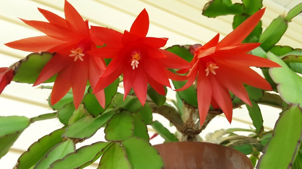 RARE RED LIVE Easter Cactus LIVE PLANTS ! FREE SHIPPING $$ | eBay