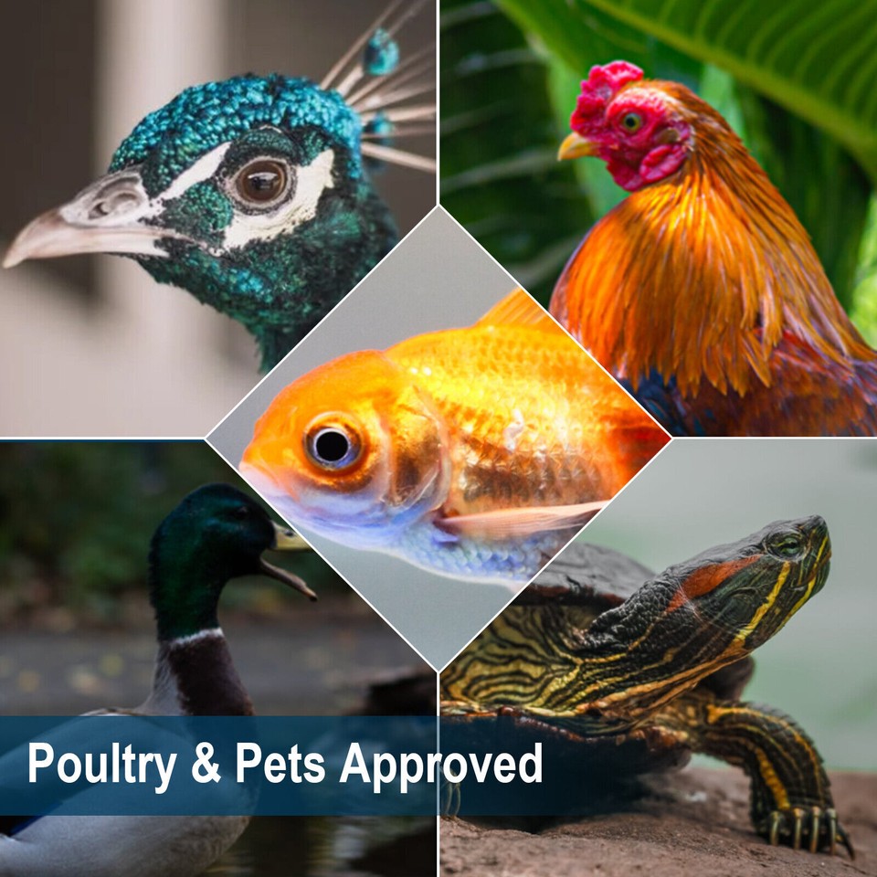 5lbs Non-GMO Dried BSF Mealworms High-Protein Worms Fit Chicken Treats ...