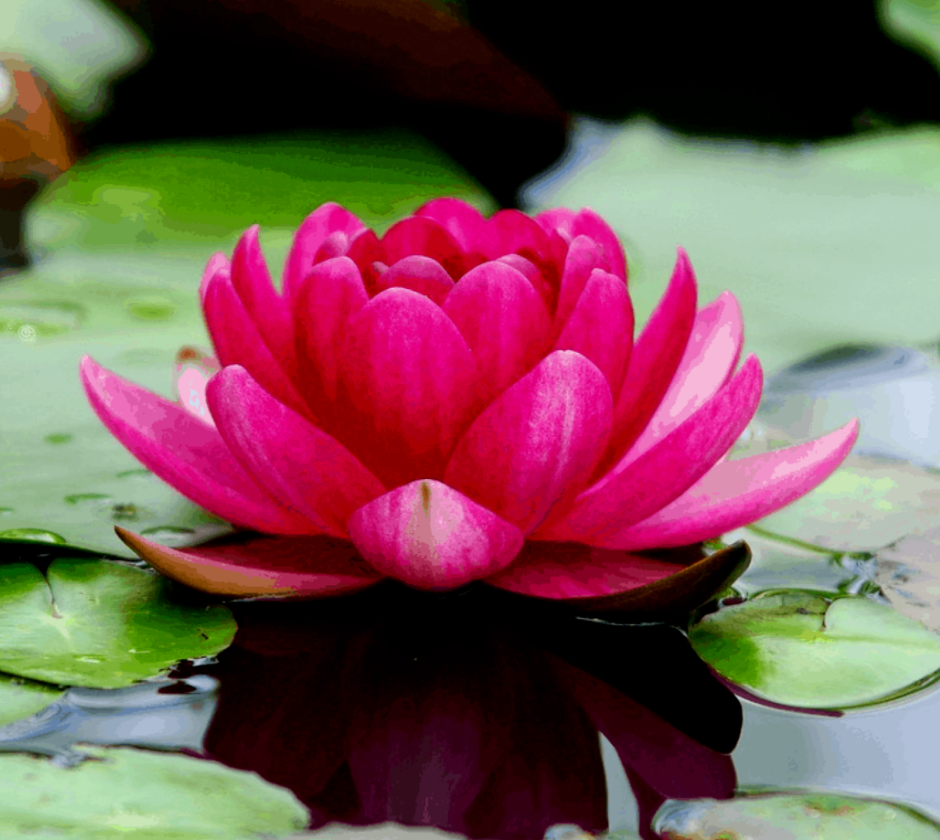 🌺🌺 LOTUS colorful water Lily Aquarium Plant seeds bulb Easy grow FS0-03 ...