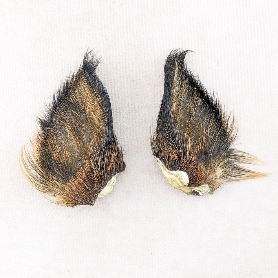 Boar Pig ears for Crafts Specimens Oddities Curiosities crafting ...