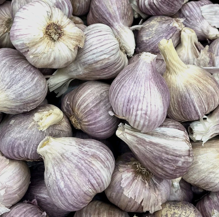 Garlic Bulbs 1/2 Lb Italian Purple Stripe Garlic for Planting Organic ...