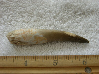 Dinosaur fossil tooth Pliosaurus Jurassic Marine reptile RARE 2-3 inch ...