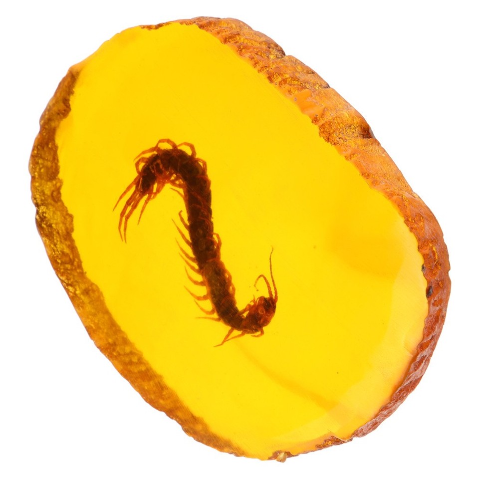Amber Stone Centipede Specimen Decor Necklace Pendant Charm Jewelry ...