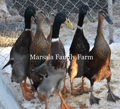 6++ Pure Grey Indian Runner Duck Hatching Egg | eBay