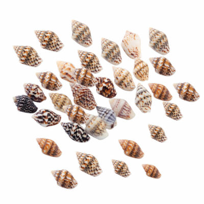 100x Small Mini Conch Shells Bulk Natural Beach Sea Jewellery Findings ...