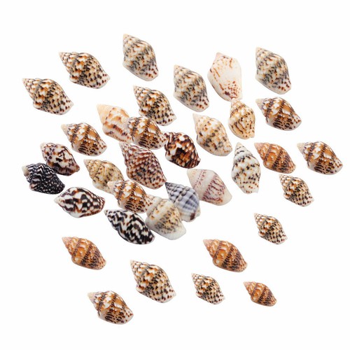 100x Small Mini Conch Shells Bulk Natural Beach Sea Jewellery Findings ...